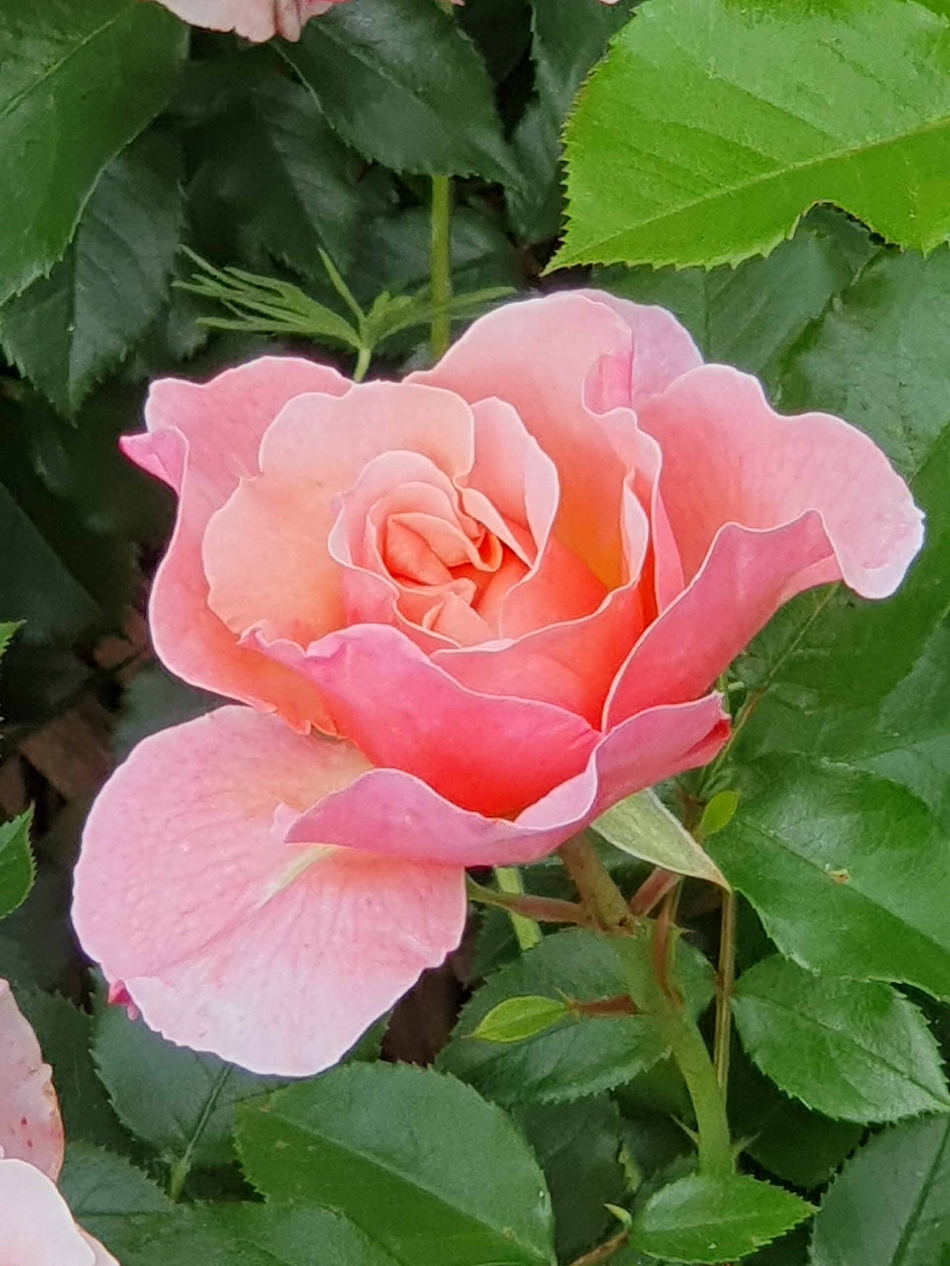 Chant de la Rose - Barbara Belle - Plume de Poète